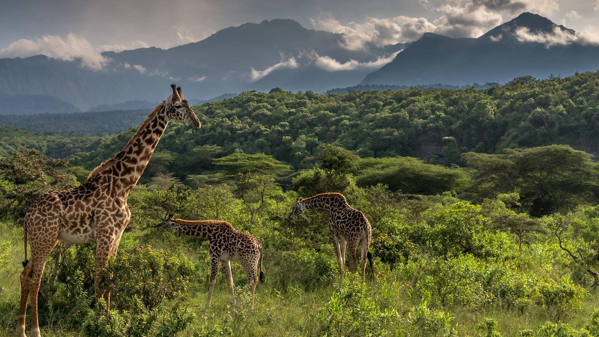 Arusha National Park - Active Wonders Safaris