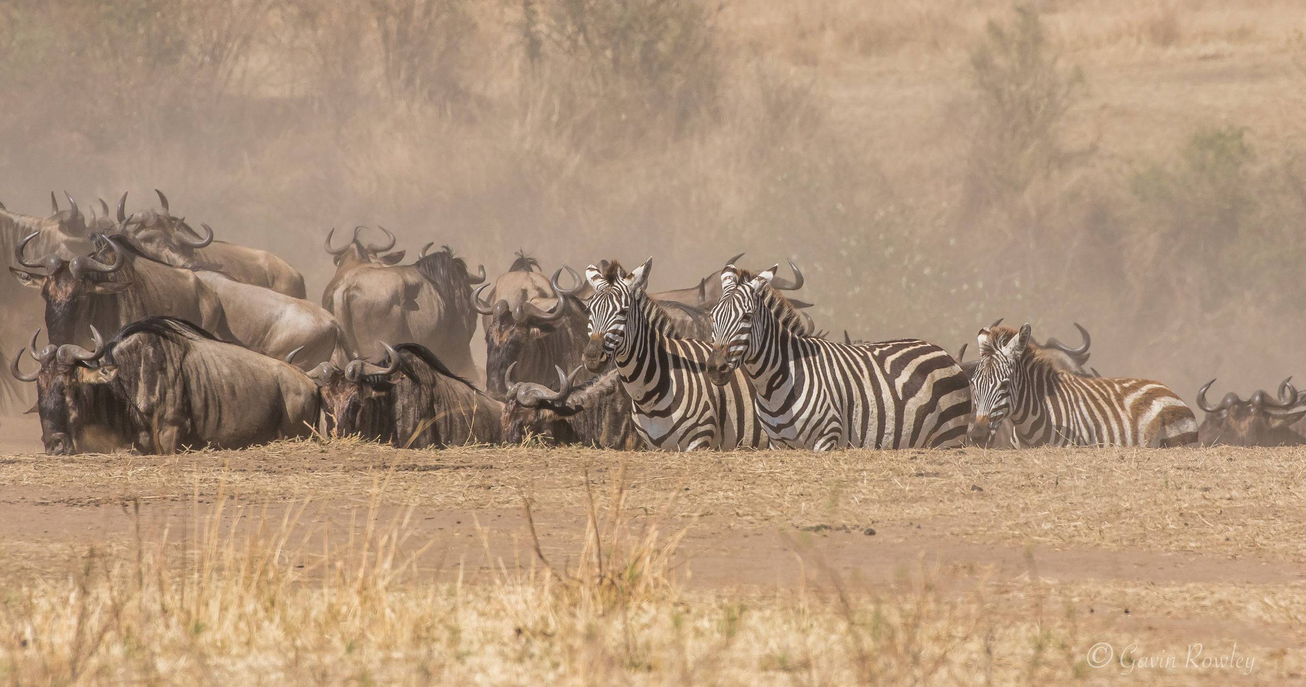 7 Days Serengeti Migration Safari - Mara River Crossing
