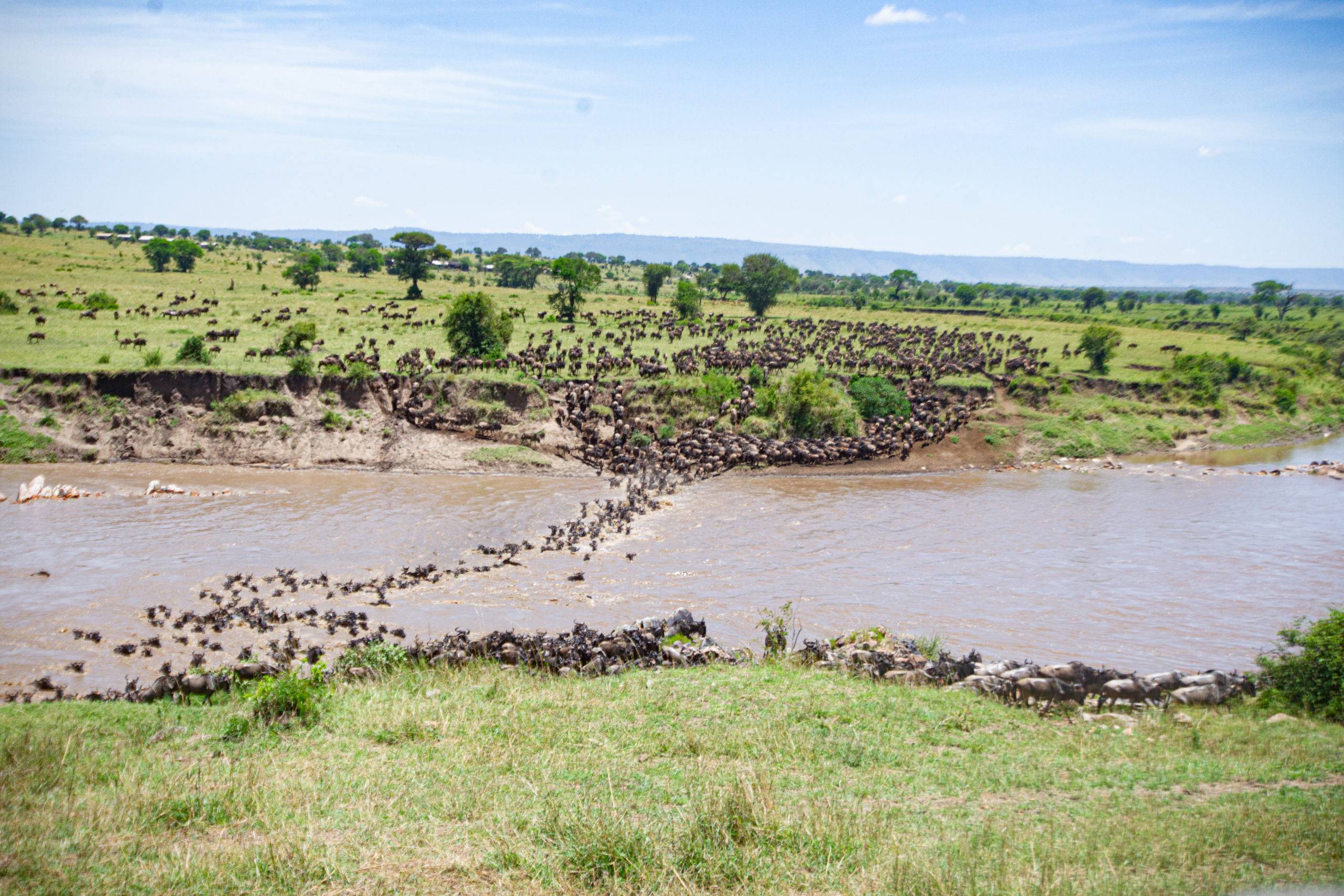 Best Time To See Great Migration Tanzania | A Complete Guide