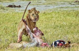 What Is Tanzania Famous For - (Top 6 Unique Attractions)